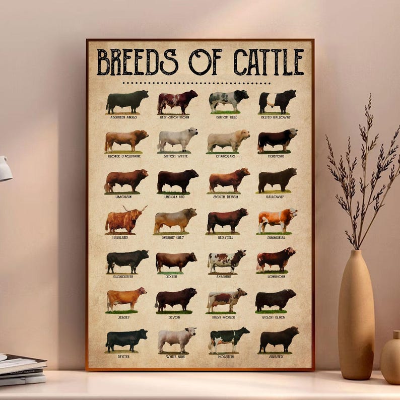 Breeds of Cattle Poster, Highland Cow Poster, Highland Cattle Decor ...
