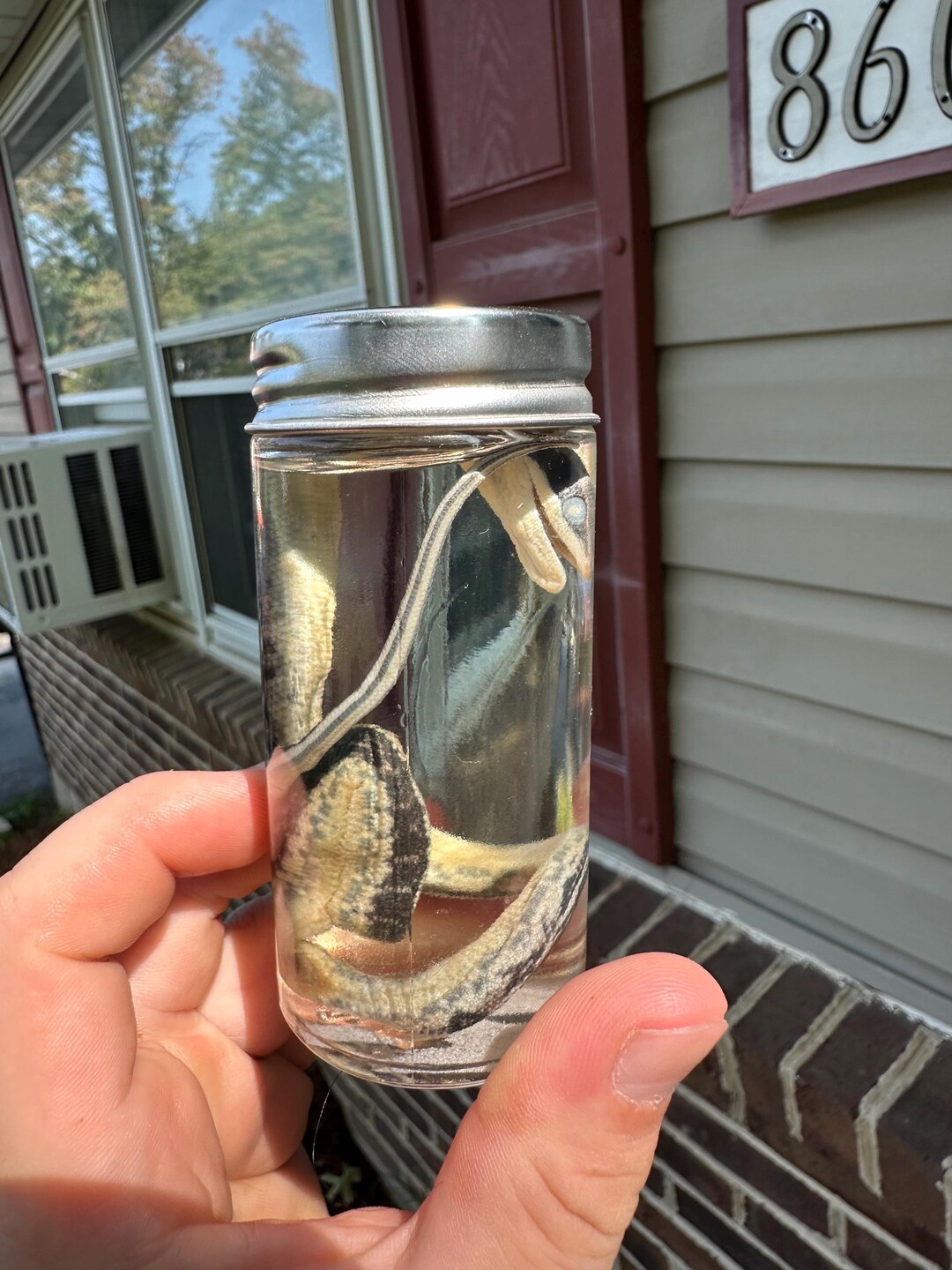 VIETNAMESE BLUE BEAUTY Wet Specimen - Etsy