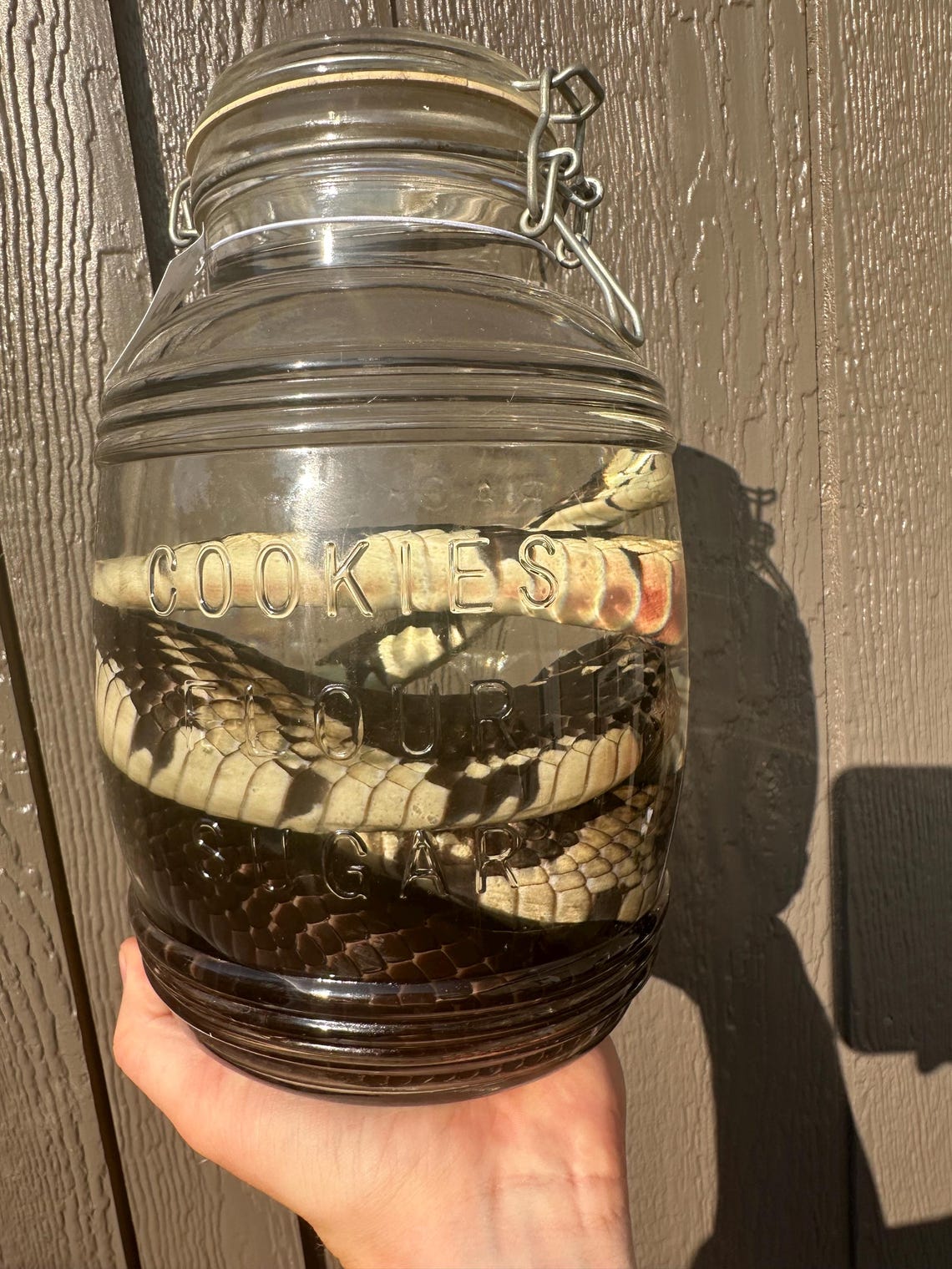TIGER RAT SNAKE Wet Specimen - Etsy