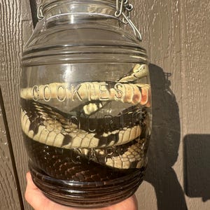 TIGER RAT SNAKE Wet Specimen - Etsy