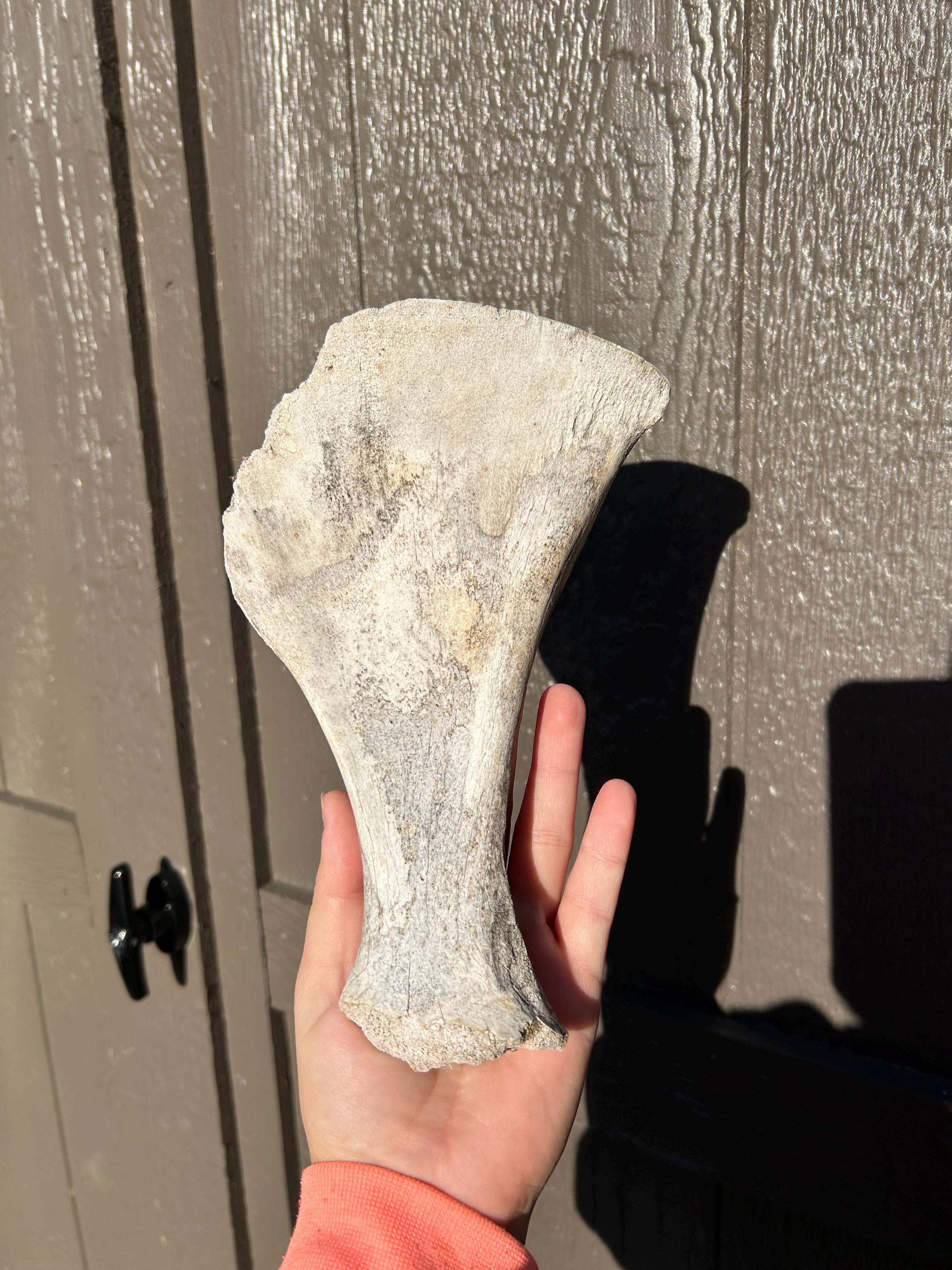 Cattle Scapula Bone - Etsy