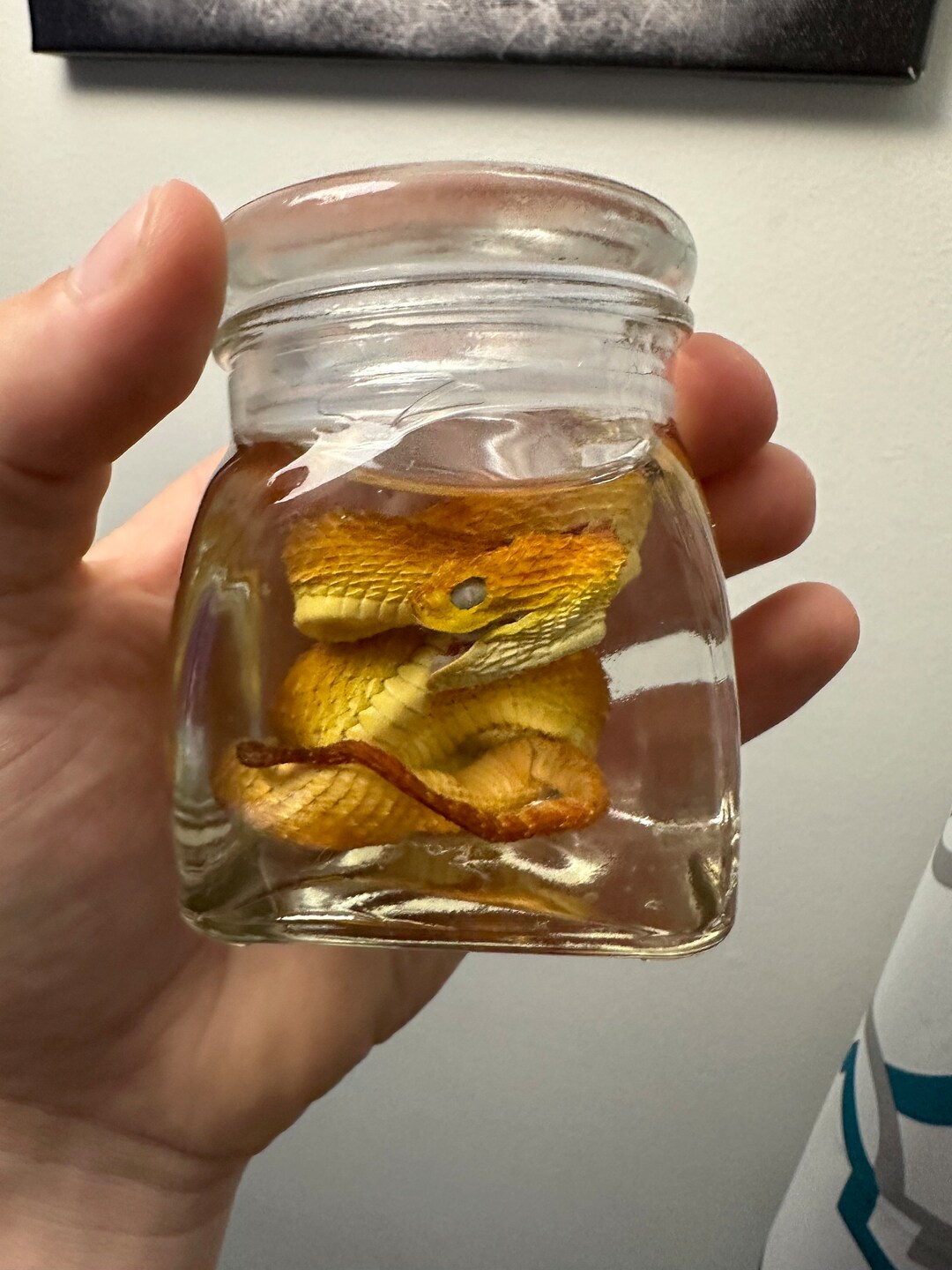 Orange Bush Viper Wet Specimen - Etsy