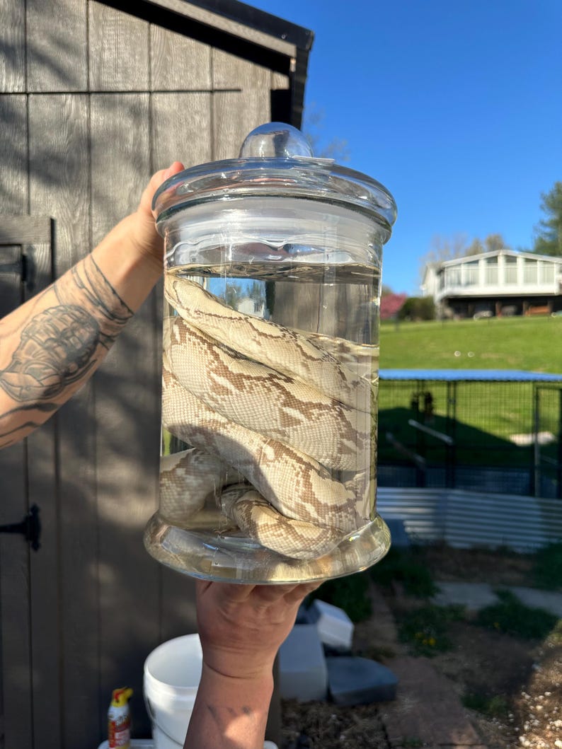 RETICULATED PYTHON WET Specimen - Etsy