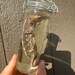 CRESTED GECKO WET Specimen - Etsy