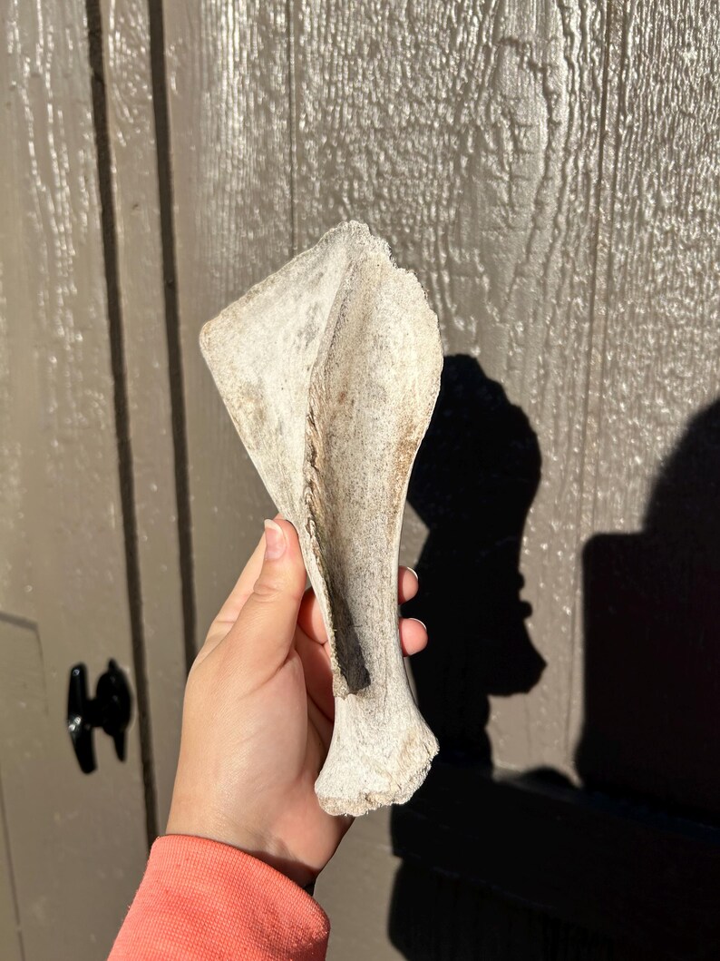 Cattle Scapula Bone - Etsy