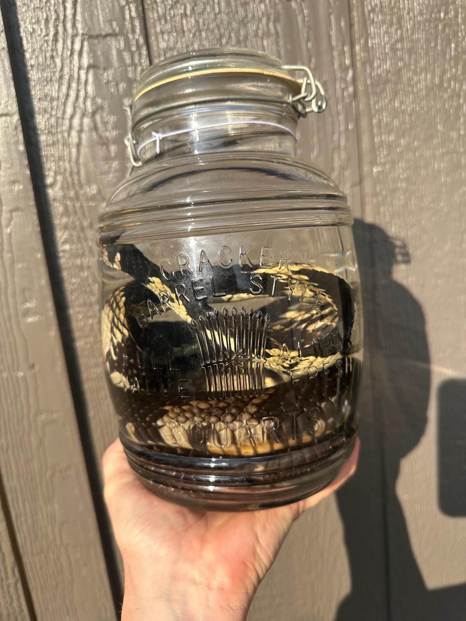 TIGER RAT SNAKE Wet Specimen - Etsy