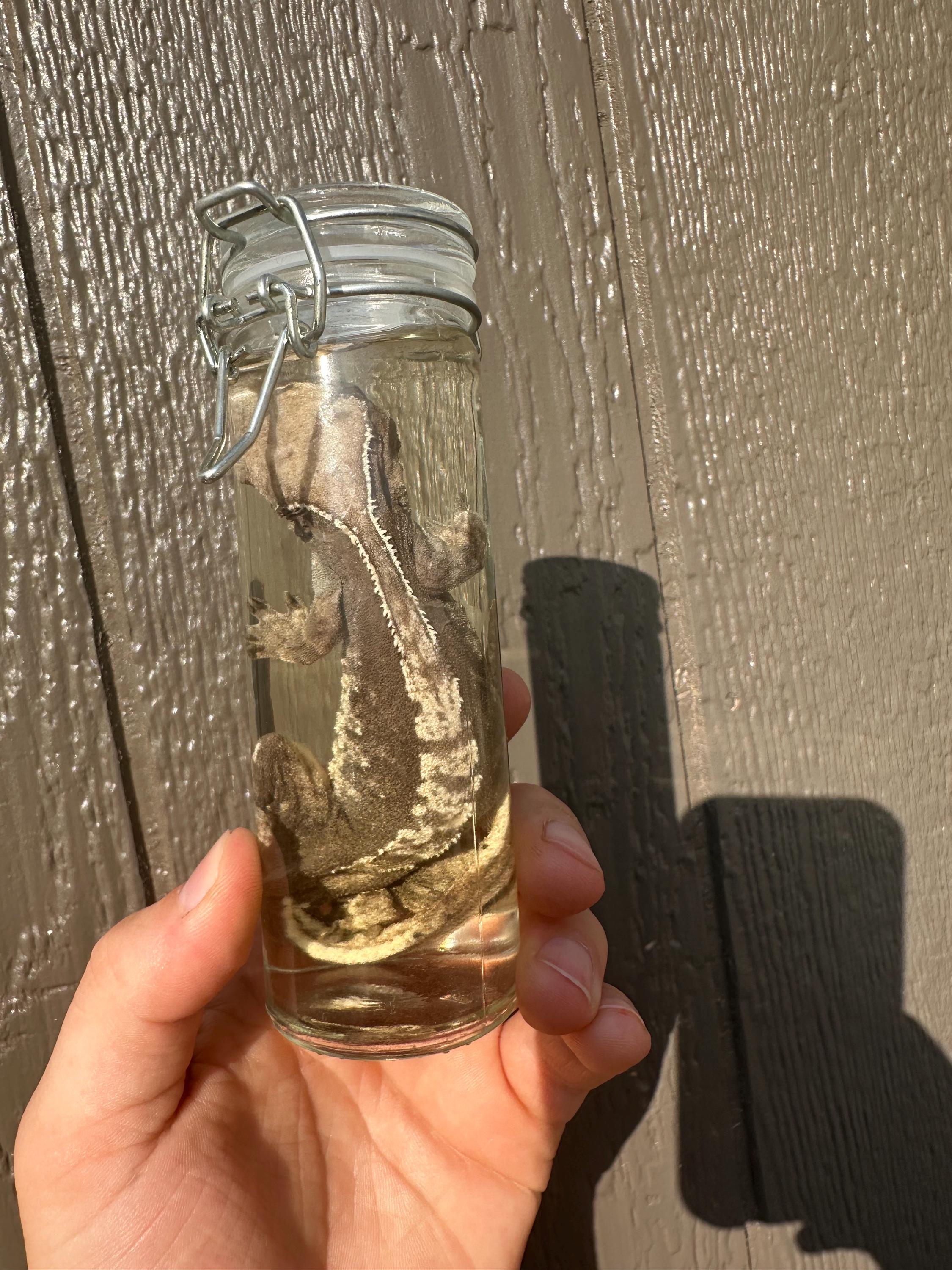 CRESTED GECKO WET Specimen - Etsy