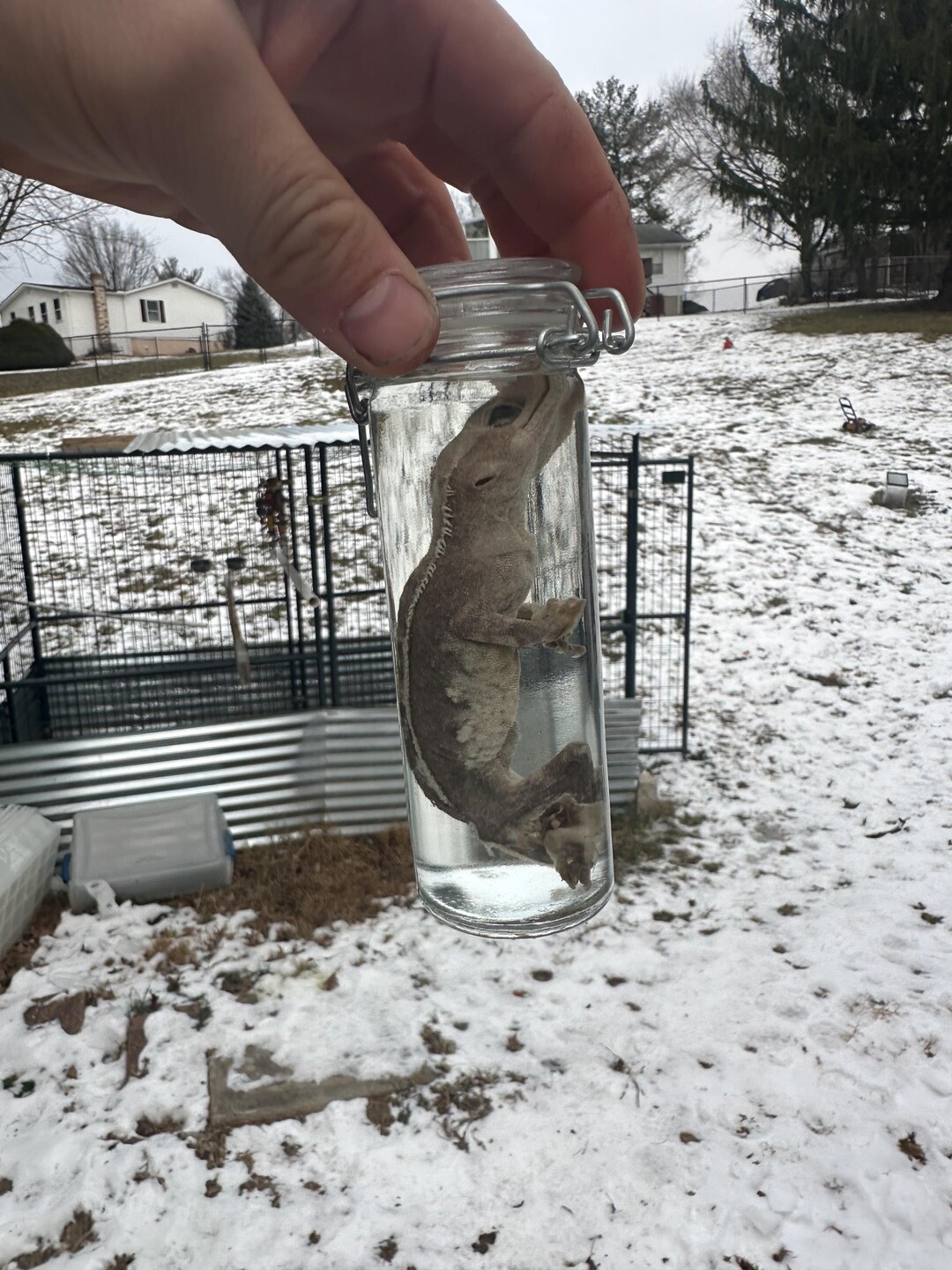 CRESTED GECKO WET Specimen - Etsy