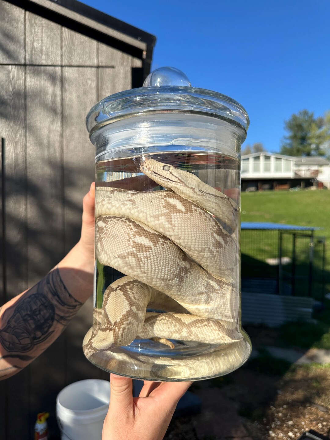 RETICULATED PYTHON WET Specimen - Etsy