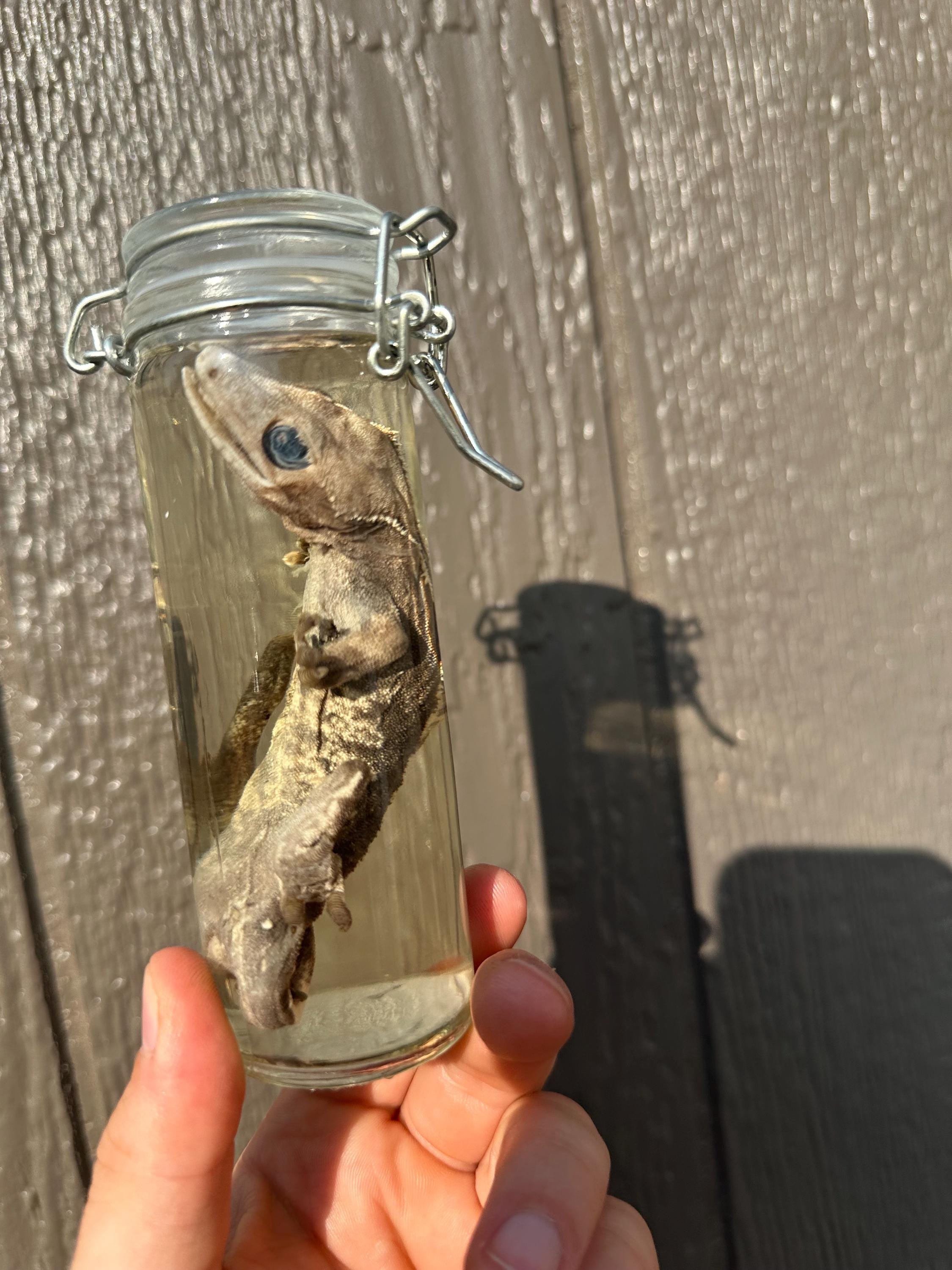 CRESTED GECKO WET Specimen - Etsy