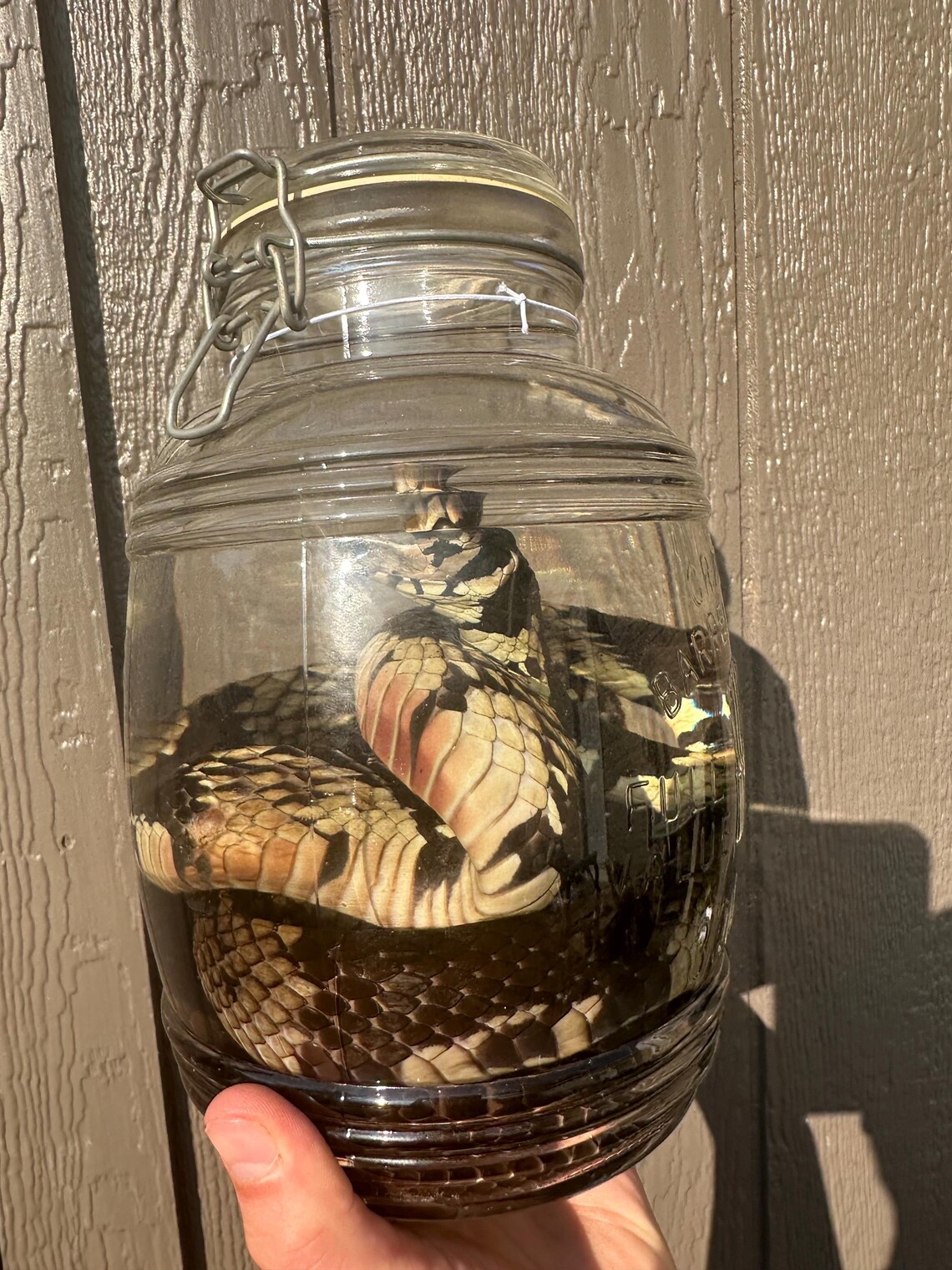 TIGER RAT SNAKE Wet Specimen - Etsy