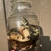 TIGER RAT SNAKE Wet Specimen - Etsy