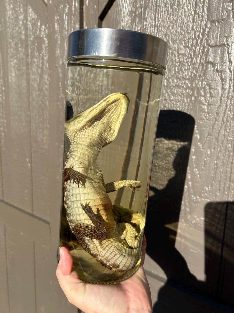 SPECTACLED CAIMEN Wet Specimen - Etsy