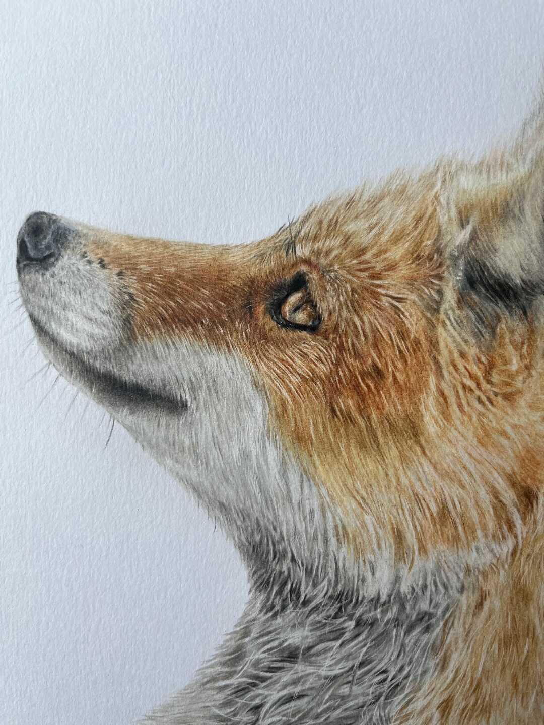 Colour Pencil Fox Portrait - Etsy
