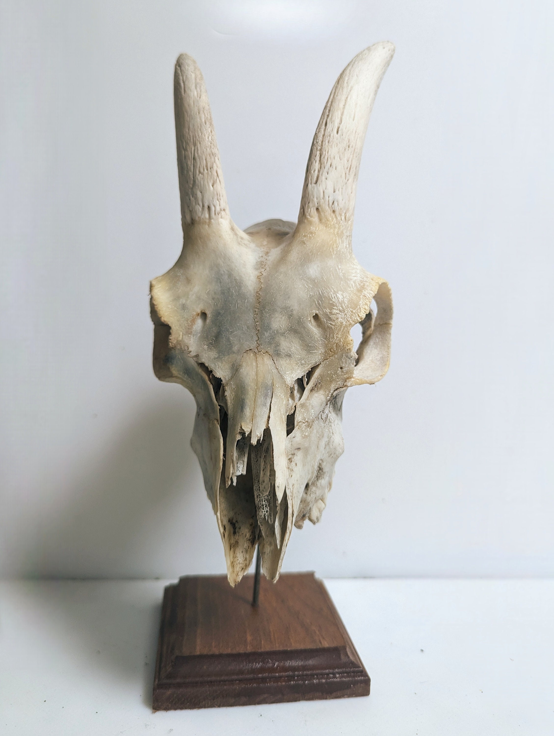 Nature Cleaned Goat Skull MOUNTED - Etsy