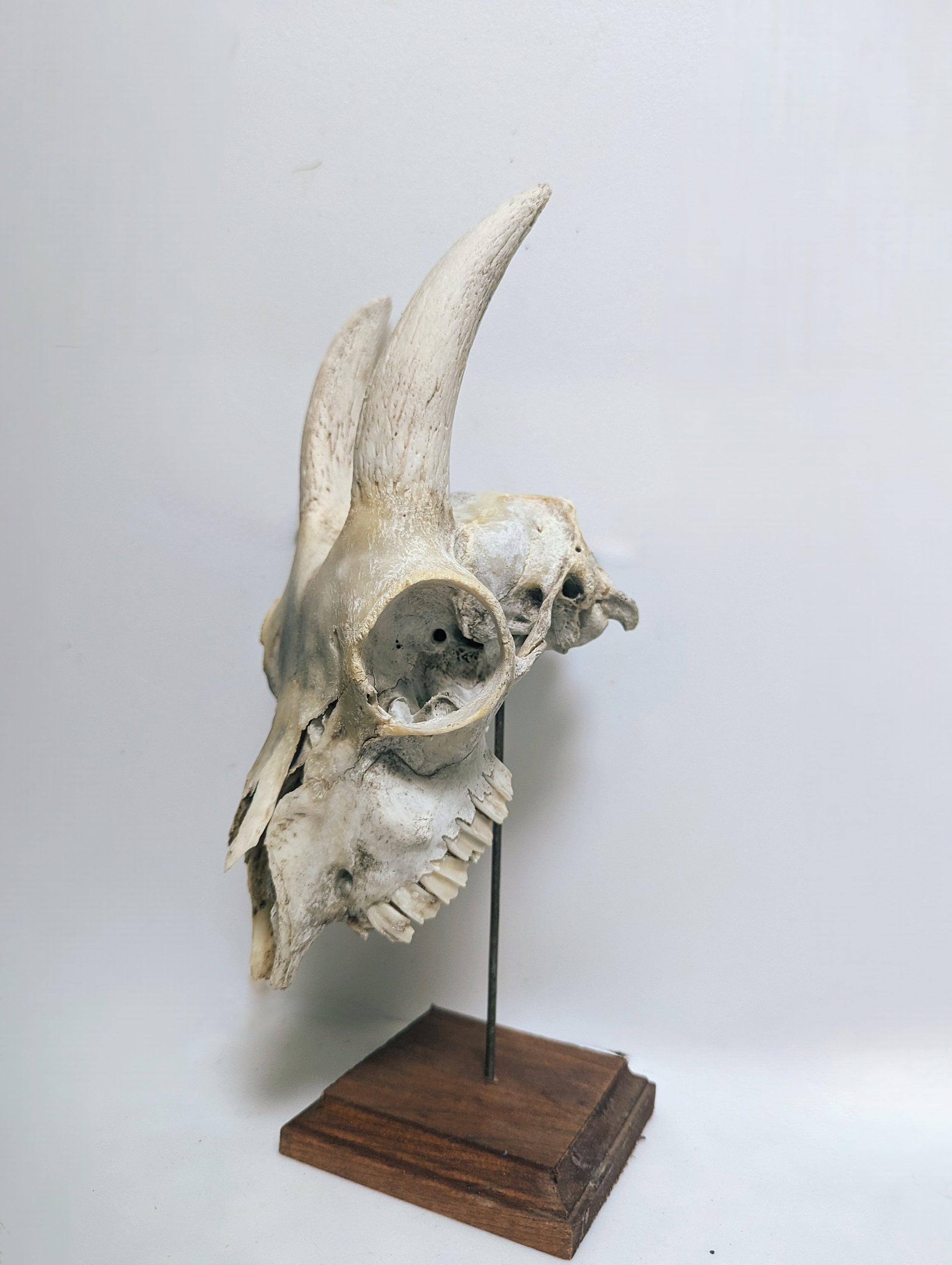 Nature Cleaned Goat Skull MOUNTED - Etsy