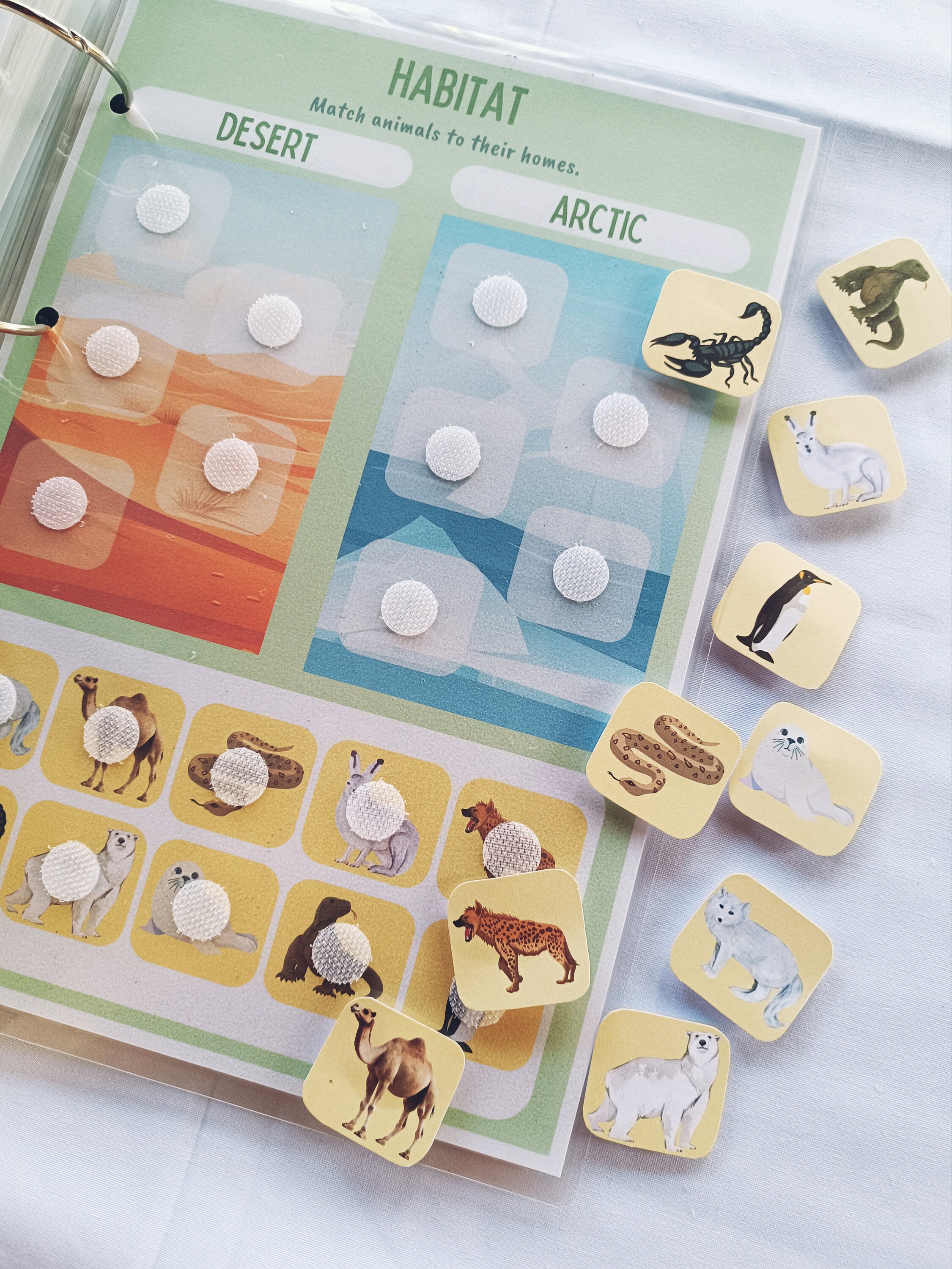 Animal Habitat Worksheet primary Science - Etsy