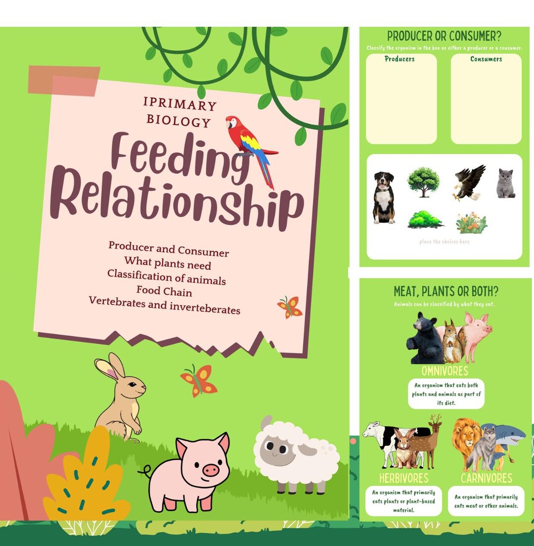 Ecosystem Busy Book Feeding Relationship primary Science - Etsy