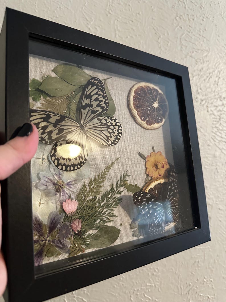 Butterfly Shadow Box - Etsy