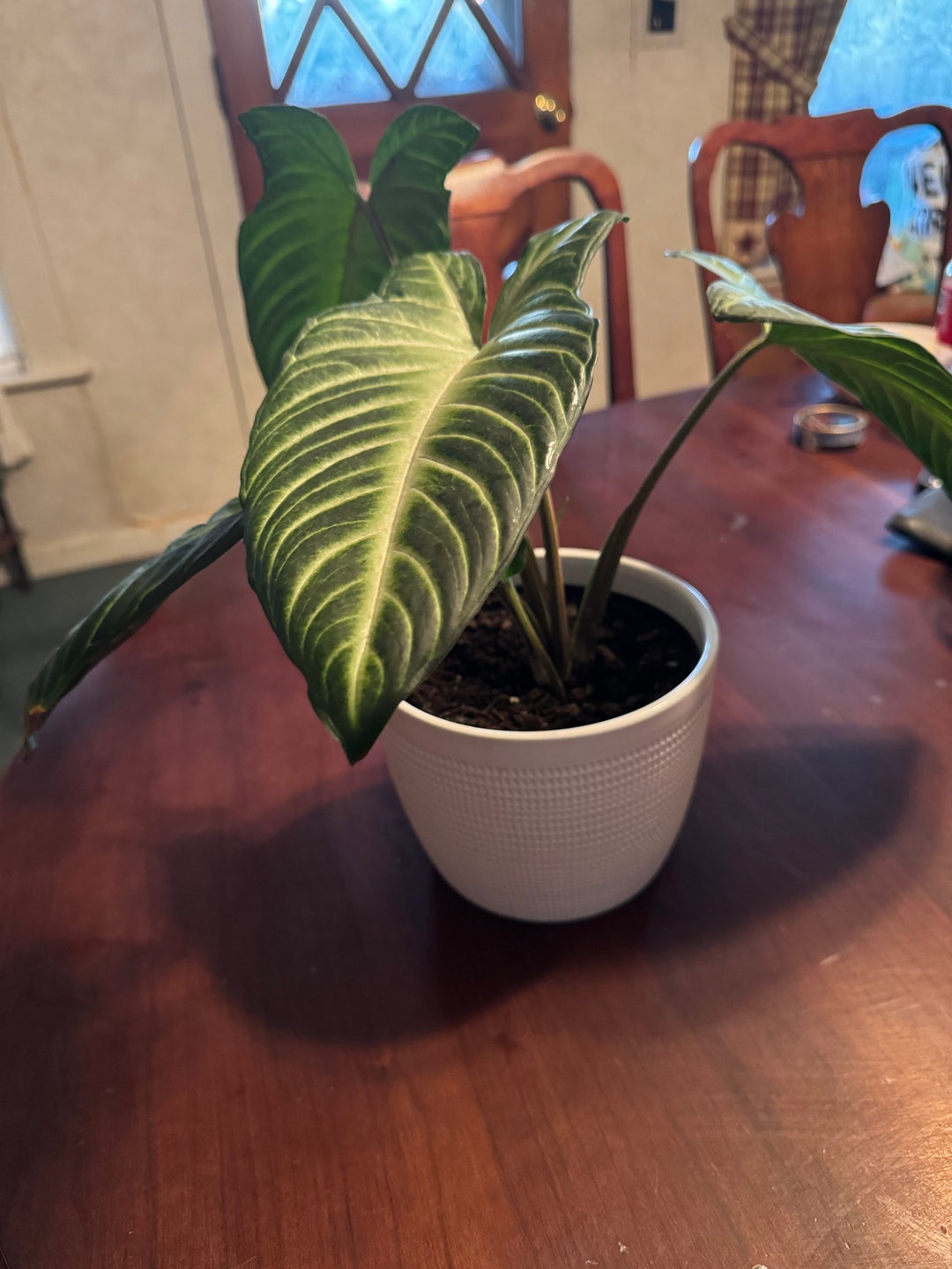 Syngonium Arrowhead in 8 Inch Pot With Decorative Ceramic Pot - Etsy