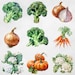 Watercolor Vegetables Clipart, Food Illustration, Healthy Food, Farm ...