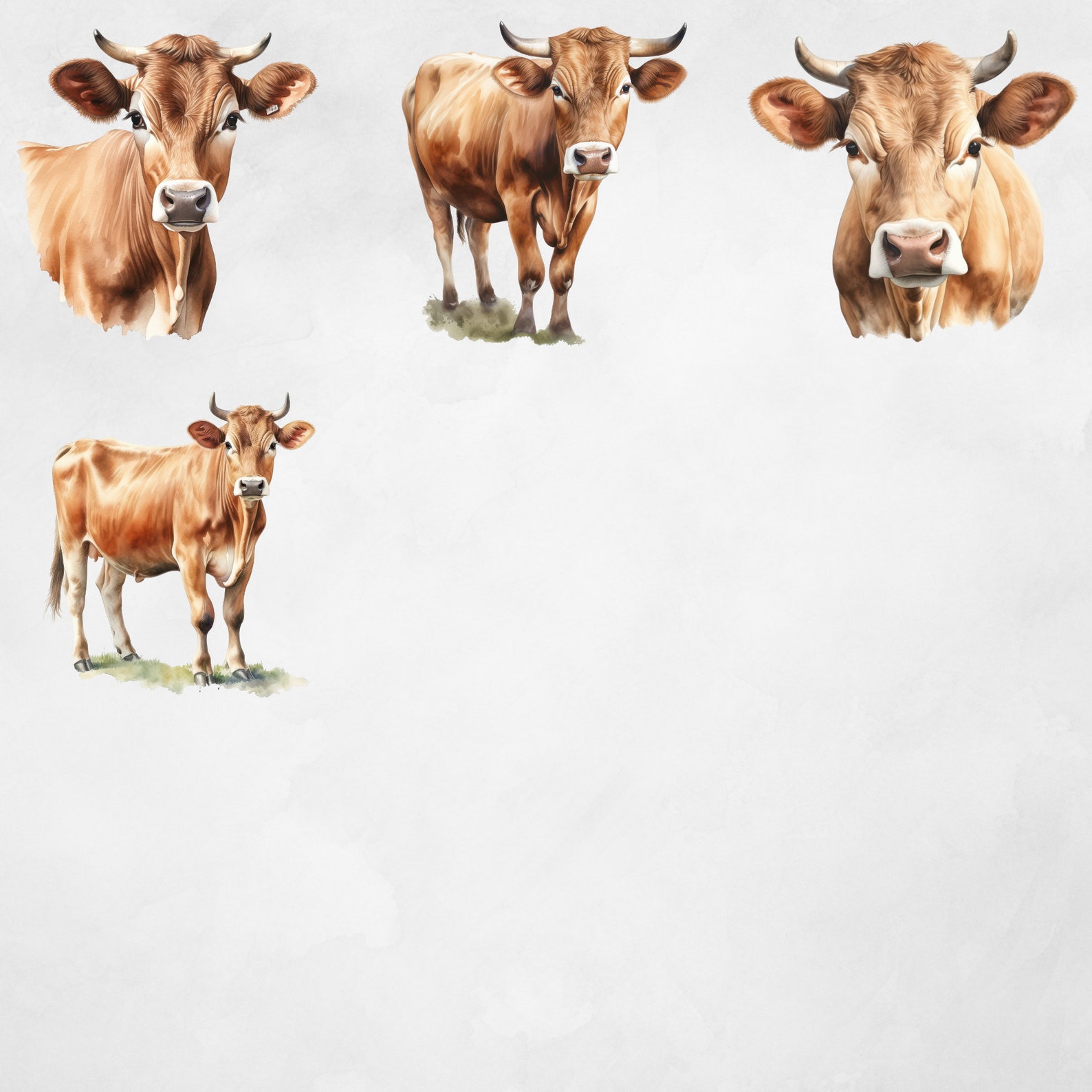 Watercolor Jersey Cow Clipart, Cow Clipart, Heifer Clipart, Baby Cow ...