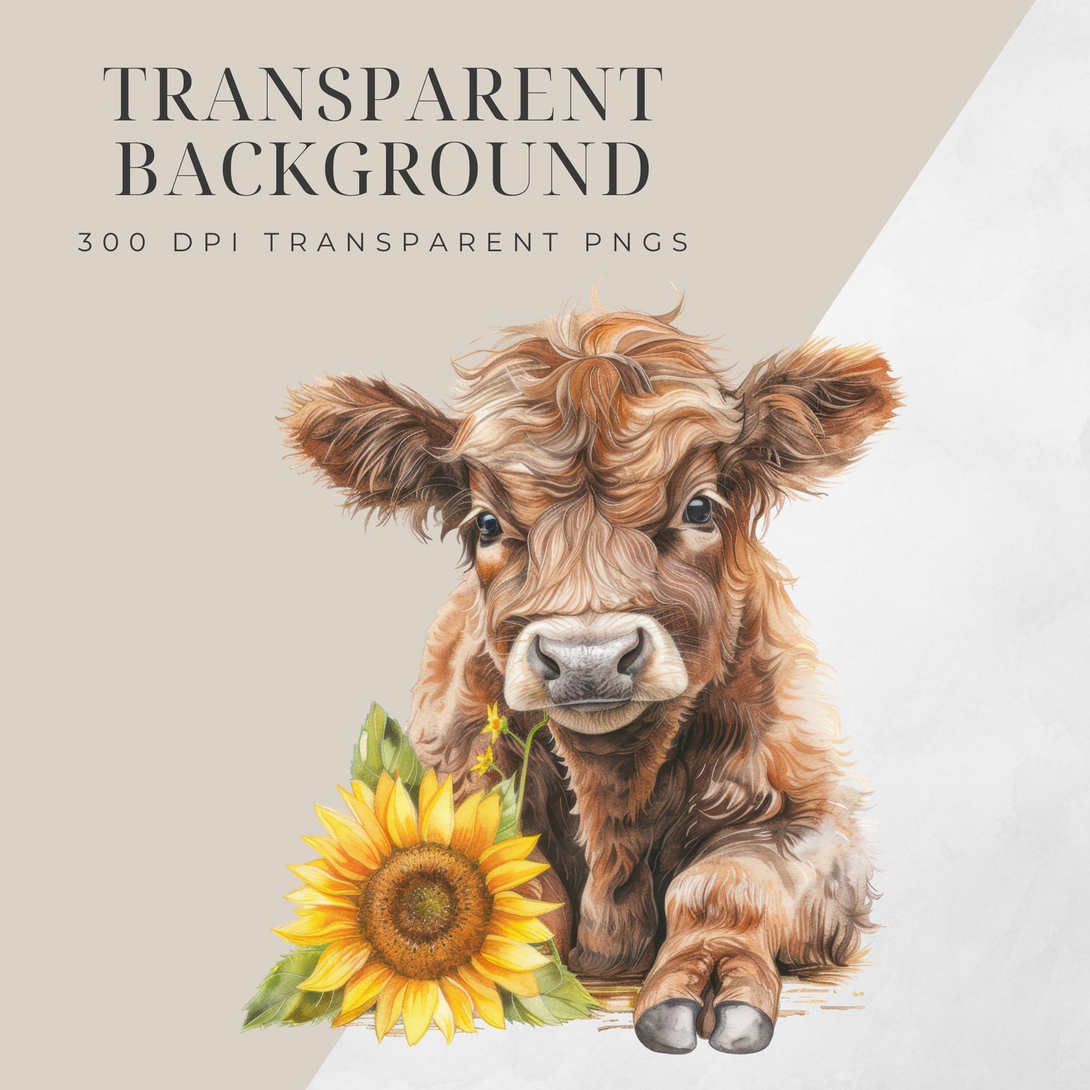 Watercolor Sunflower Highland Cow Clipart, SINGLE IMAGE, Baby Cow ...