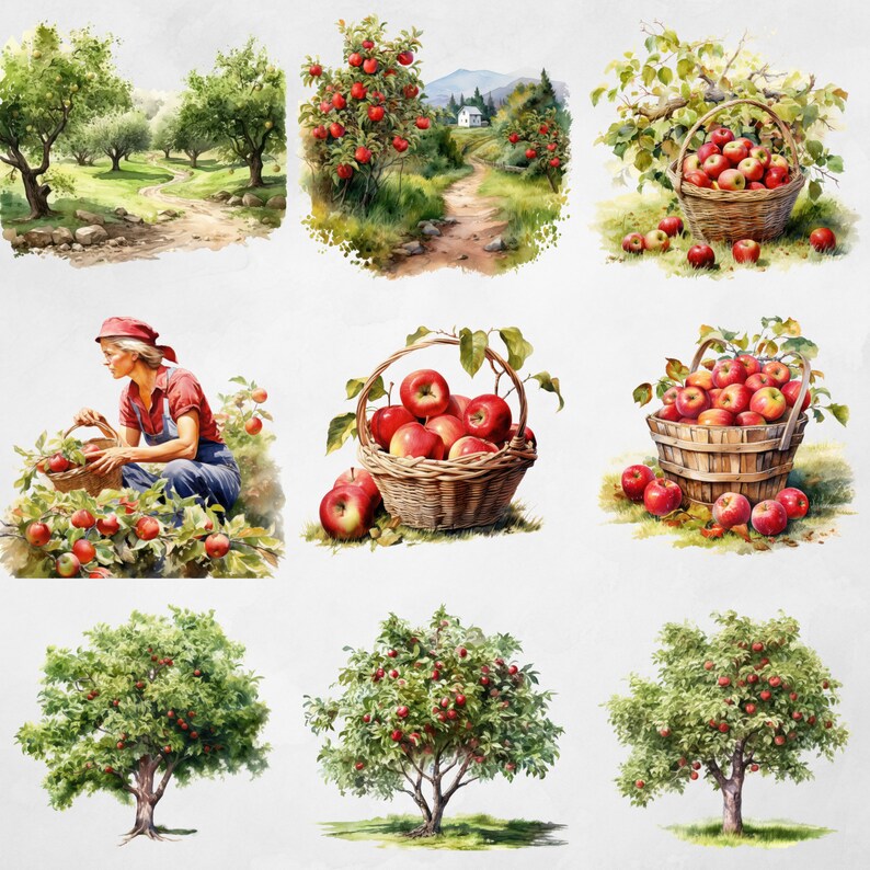 Watercolor Apple Orchard Clipart, Apples Clipart, Apple Picking, Apple ...