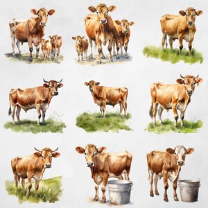 Watercolor Jersey Cow Clipart, Cow Clipart, Heifer Clipart, Baby Cow ...