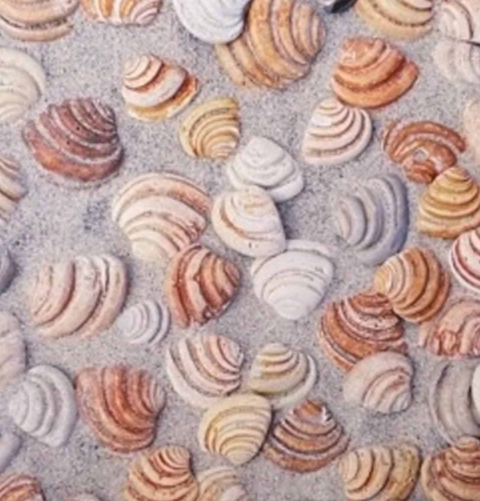 Pawleys Island Shells | Imperial Venus Clam | 1 Piece | Shells to ...