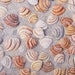 Pawleys Island Shells | Imperial Venus Clam | 1 Piece | Shells to ...