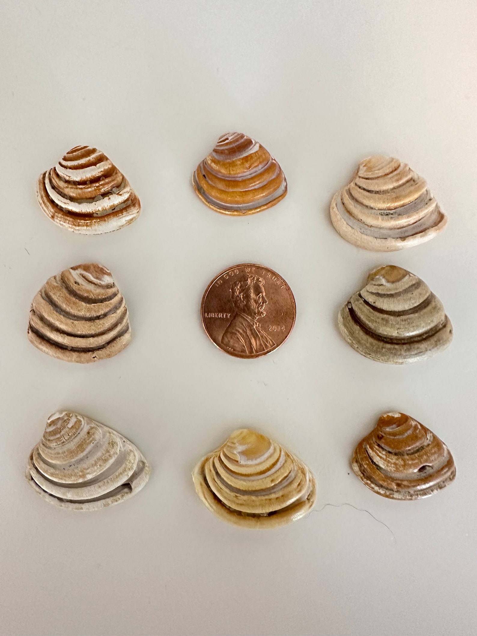 Pawleys Island Shells | Imperial Venus Clam | 1 Piece | Shells to ...