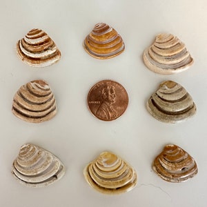 Pawleys Island Shells | Imperial Venus Clam | 1 Piece | Shells to ...