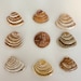 Pawleys Island Shells | Imperial Venus Clam | 1 Piece | Shells to ...