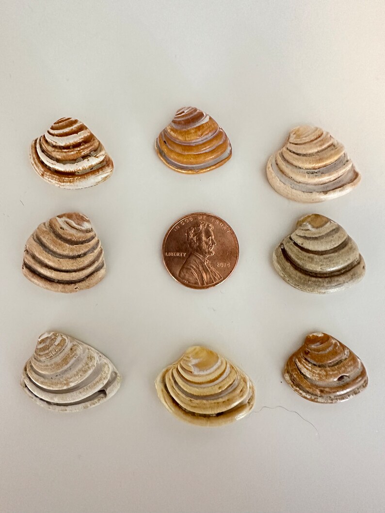Pawleys Island Shells | Imperial Venus Clam | 1 Piece | Shells to ...