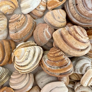 Pawleys Island Shells | Imperial Venus Clam | 1 Piece | Shells to ...