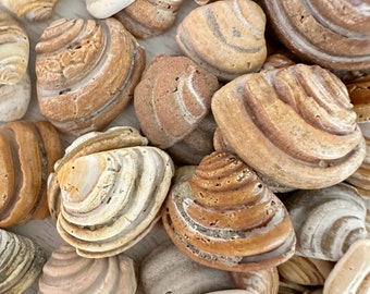 RARE Pawleys Island Shells Seashell Imperial chunky Venus Clam 1 Piece ...