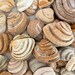 Pawleys Island Shells | Imperial Venus Clam | 1 Piece | Shells to ...