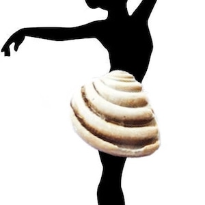 Pawleys Island Shells | Imperial Venus Clam | 1 Piece | Shells to ...