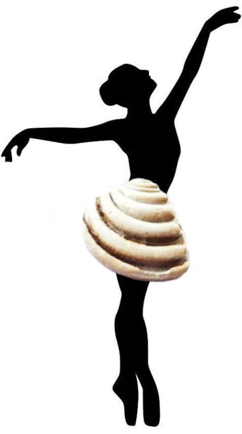 Pawleys Island Shells | Imperial Venus Clam | 1 Piece | Shells to ...
