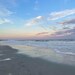 Pawleys Island Shells | Imperial Venus Clam | 1 Piece | Shells to ...