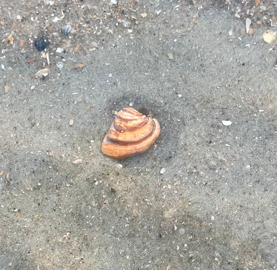 Pawleys Island Shells | Imperial Venus Clam | 1 Piece | Shells to ...