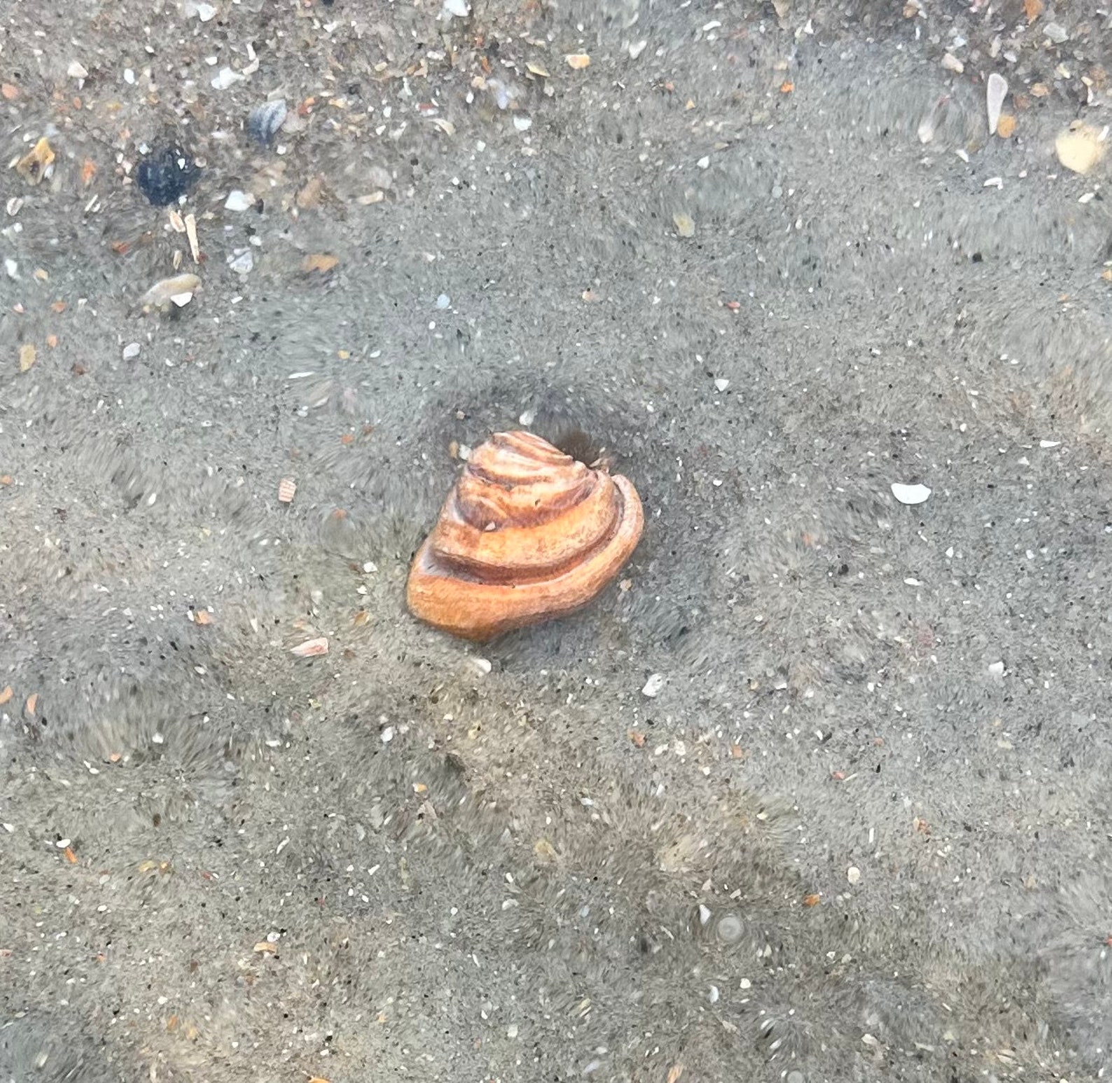 Pawleys Island Shells | Imperial Venus Clam | 1 Piece | Shells to ...