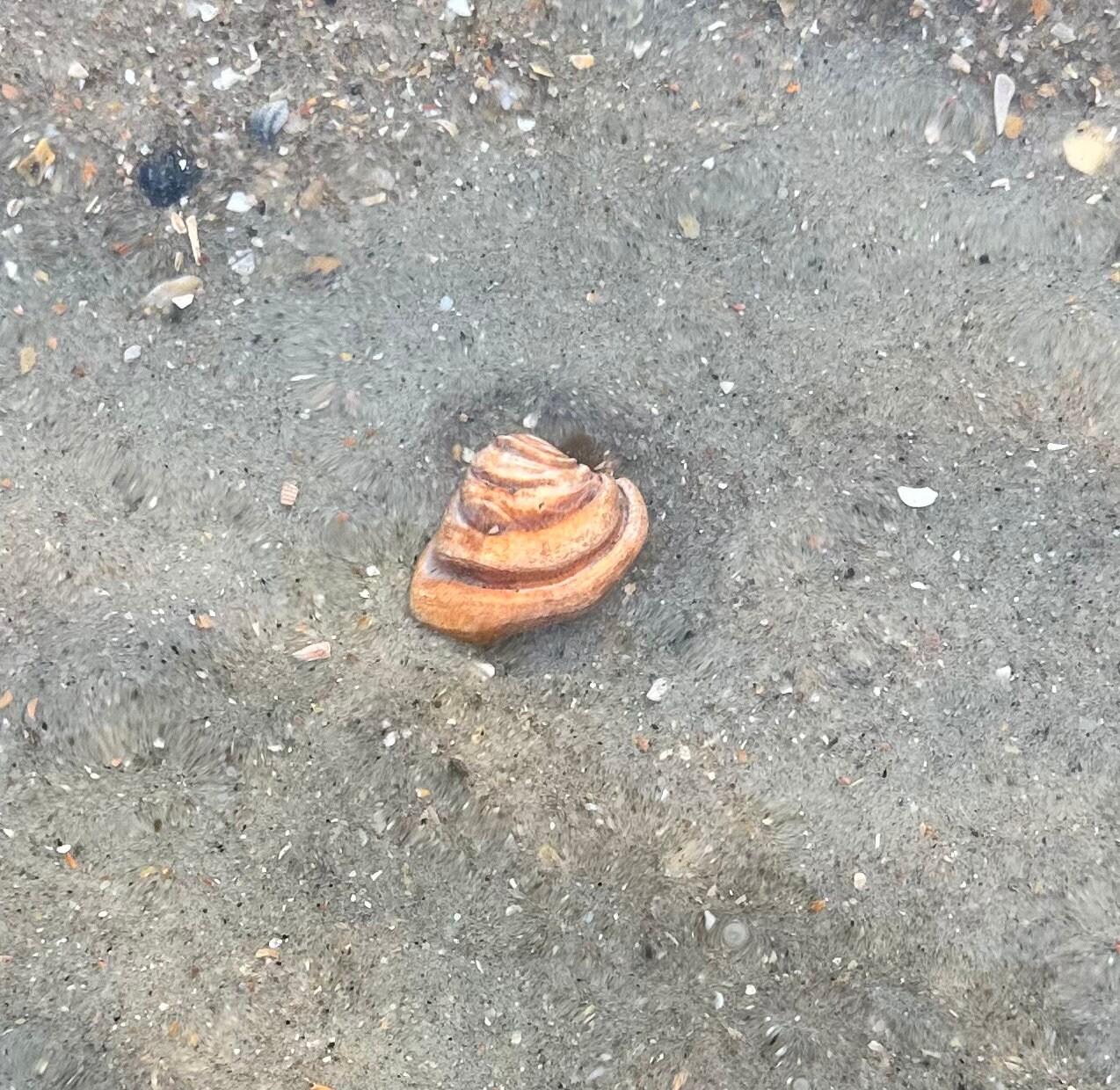 Pawleys Island Shells | Imperial Venus Clam | 1 Piece | Shells to ...