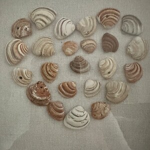 Pawleys Island Shells | Imperial Venus Clam | 1 Piece | Shells to ...