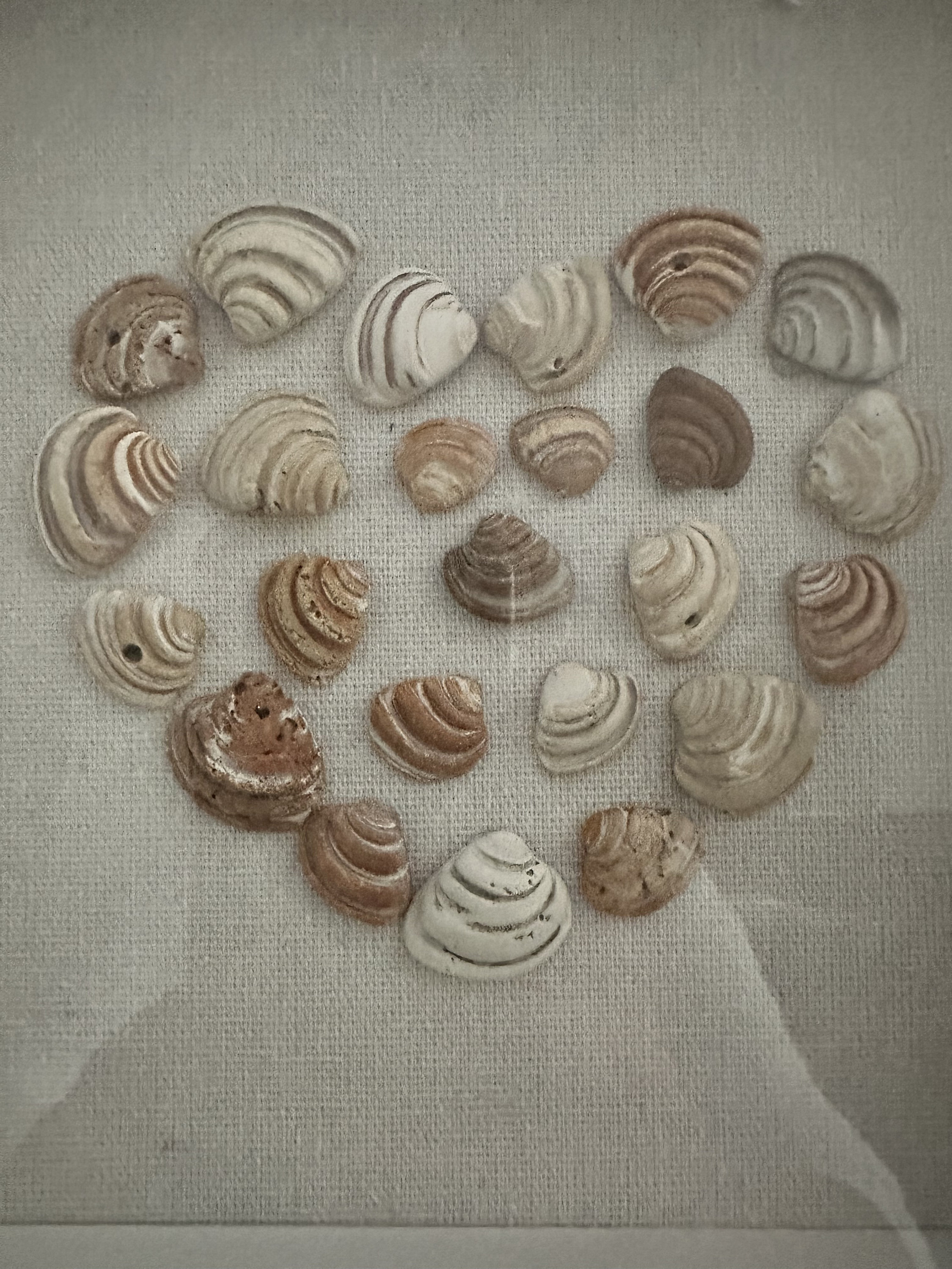 Pawleys Island Shells | Imperial Venus Clam | 1 Piece | Shells to ...