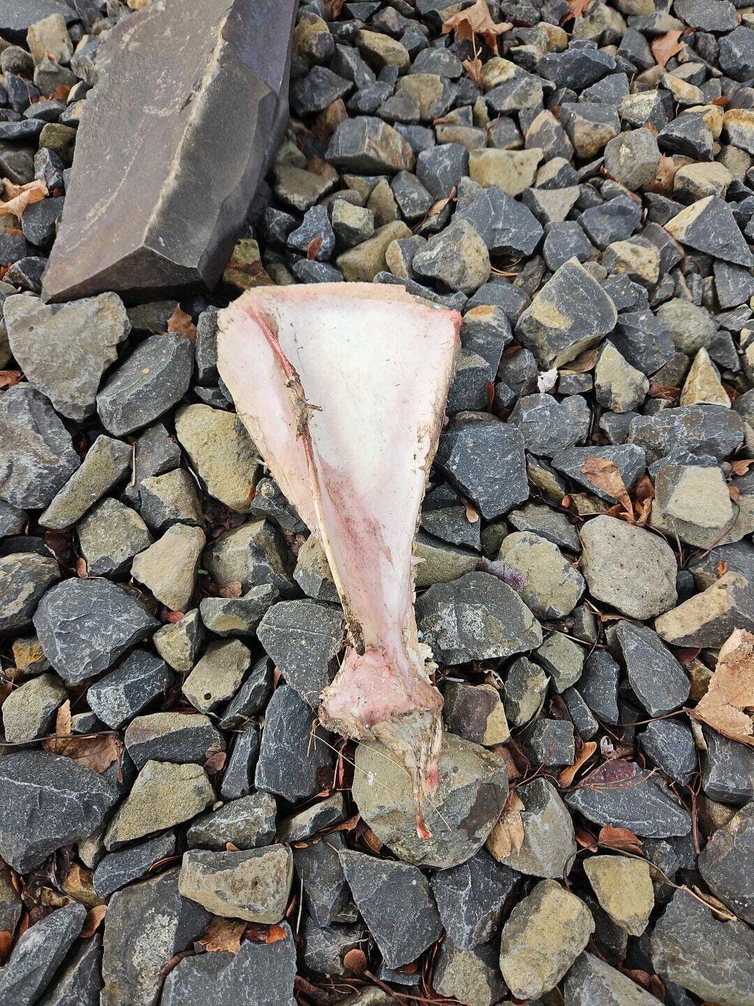 RARE Large WILD Horse Scapula Shoulder Bone Equine Washington State ...