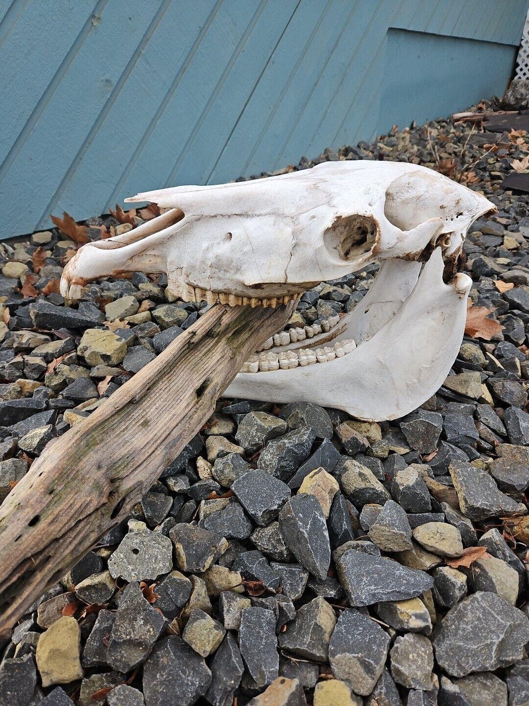 RARE Massive WILD Horse Skull With Bottom Jaw 25" Washington State ...