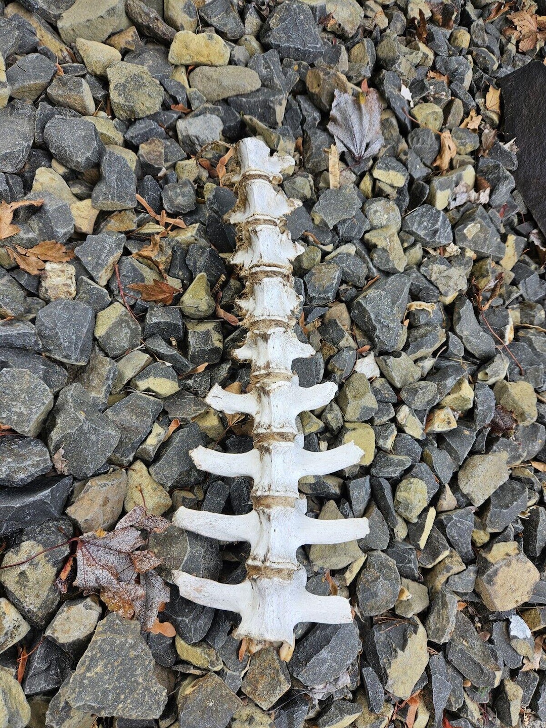 RARE Large WILD Horse Vertibrae Bones From Washington State Eastern Wa ...