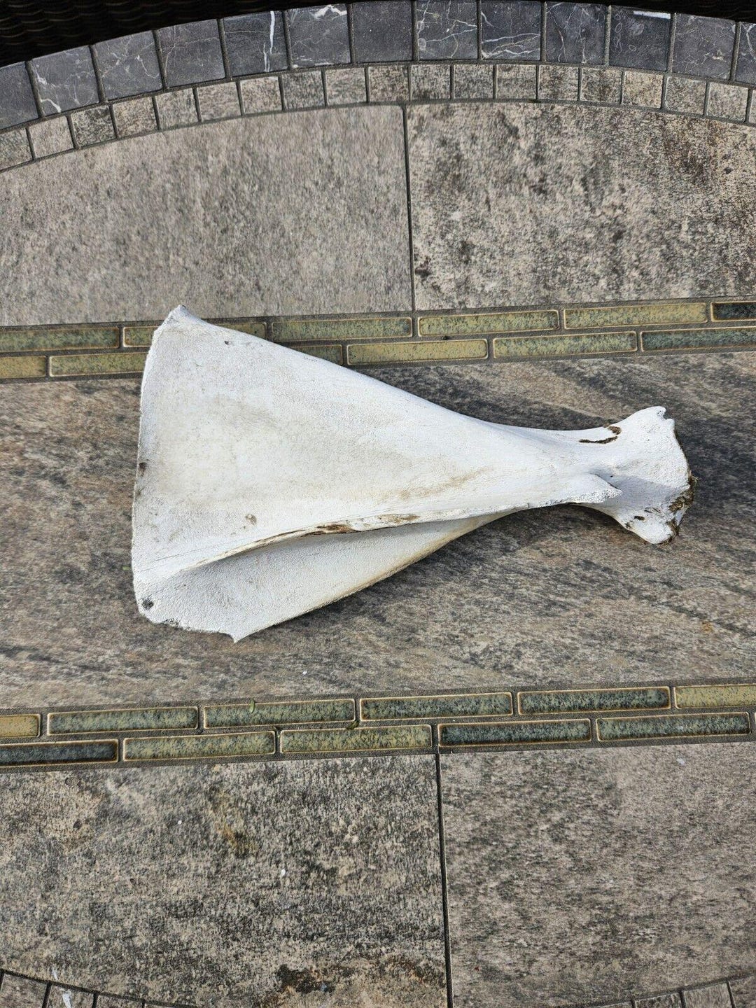 RARE Large WILD Horse Scapula Shoulder Bone From Washington State ...